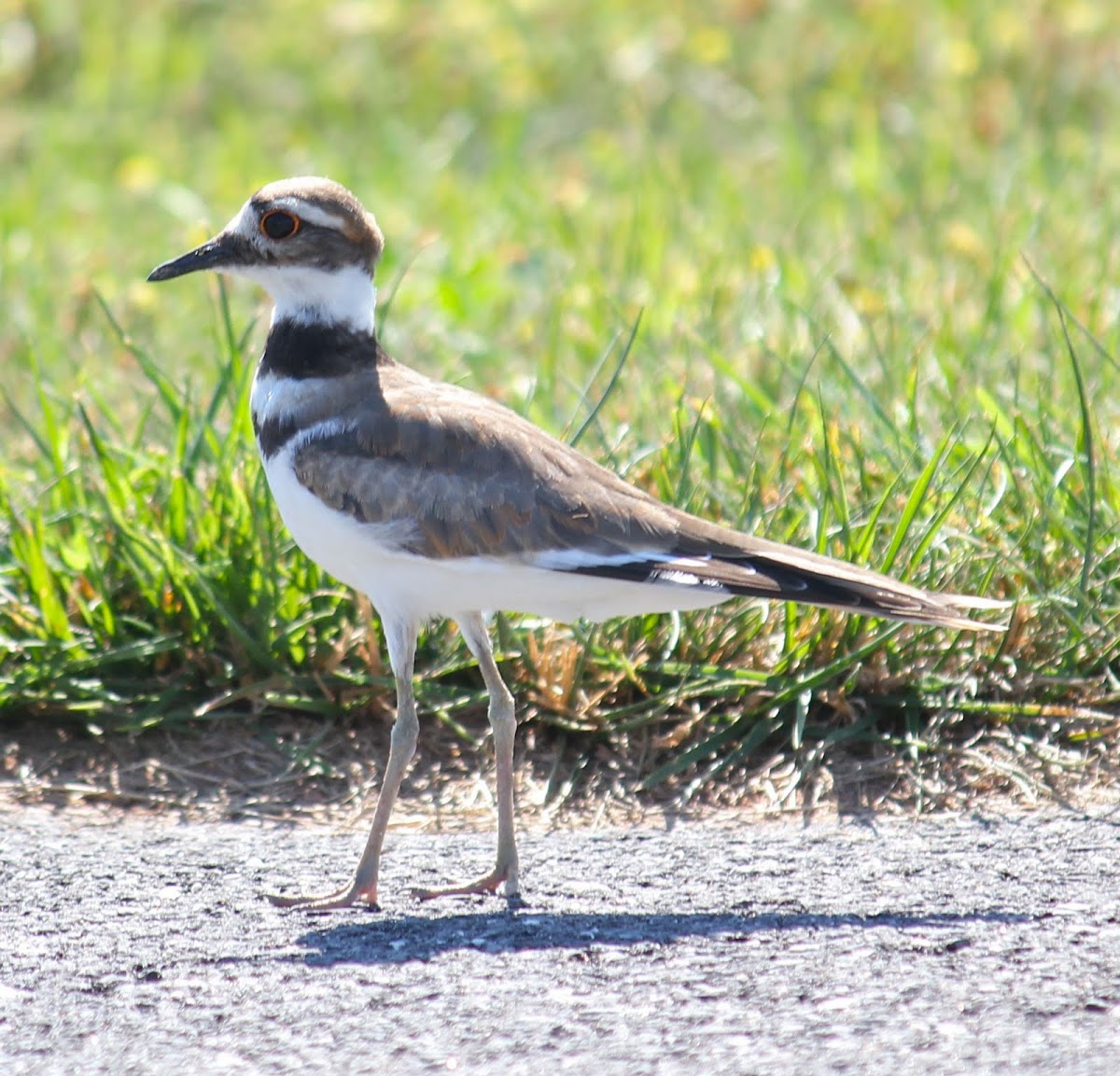Killdeer | Project Noah