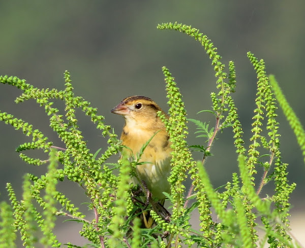 Bobolink (female) | Project Noah