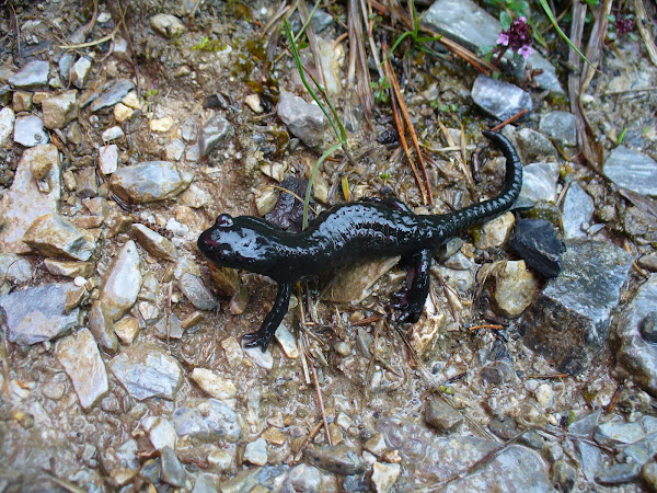Alpine salamander | Project Noah