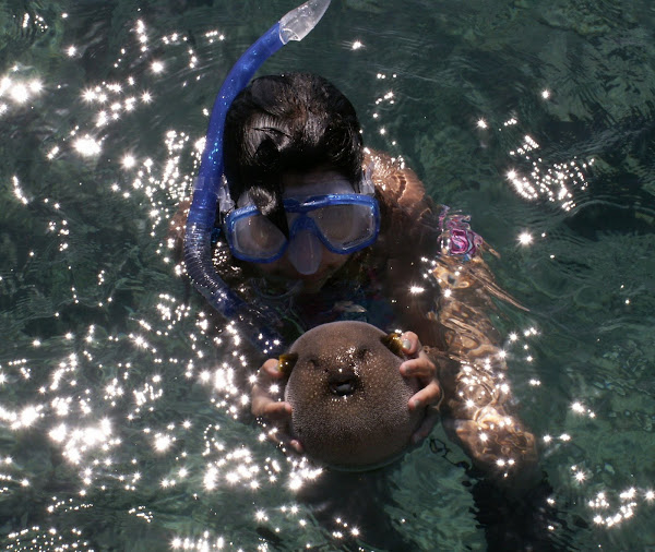 Puffer Fish | Project Noah