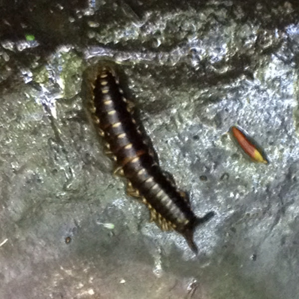 North American Millipede | Project Noah