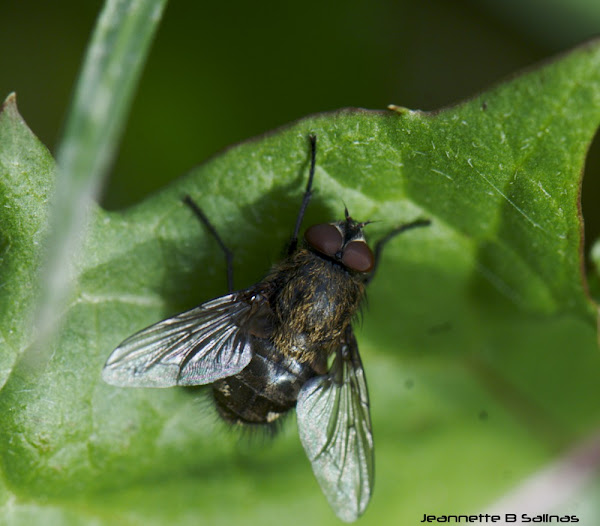 Cluster Fly | Project Noah