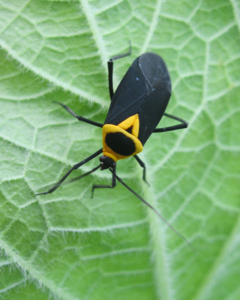 Mirid bug | Project Noah