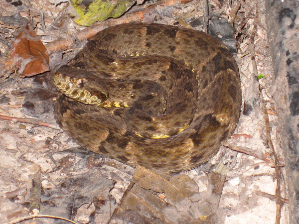 Fer-de-lance | Project Noah