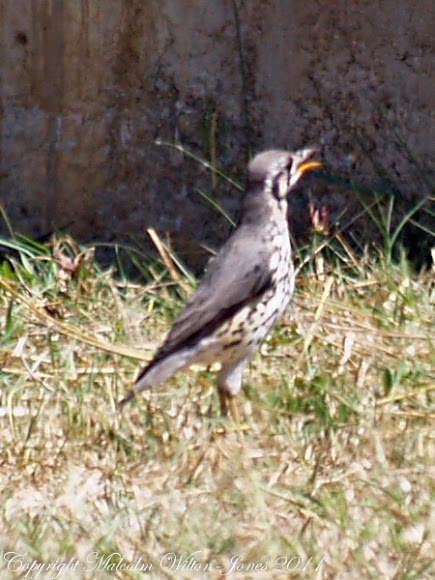 Groundscraper Thrush | Project Noah