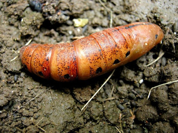Oleander Hawk Moth Pupa | Project Noah