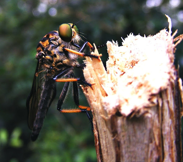 Robber Fly | Project Noah