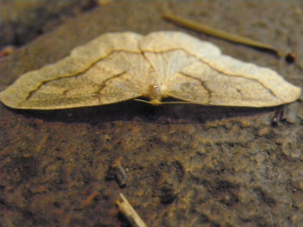 Hemlock Looper | Project Noah