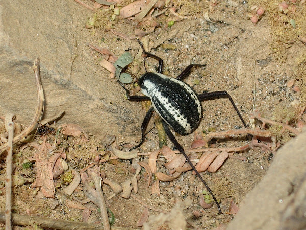 Racing-stripe Darkling Beetle | Project Noah