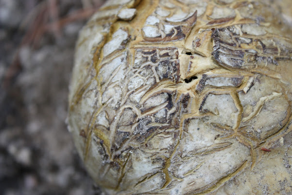 Pigskin Poison Puffball | Project Noah