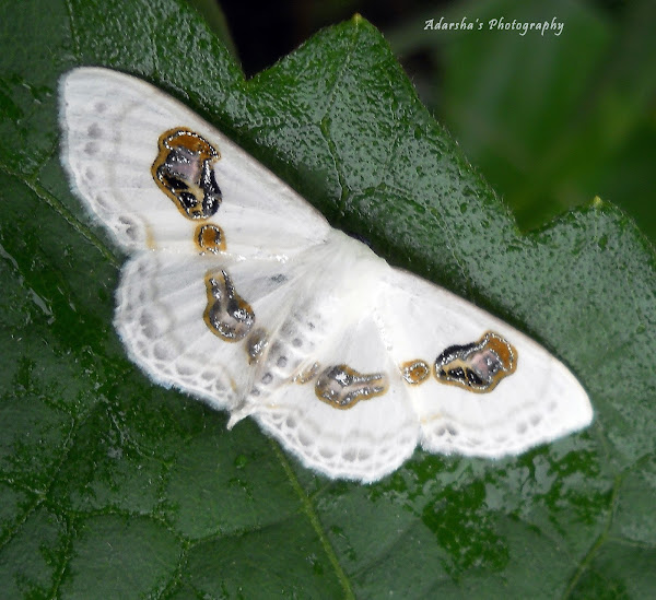 Geometrid moth | Project Noah