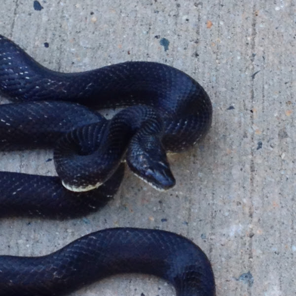 western rat snake/ black rat snake | Project Noah