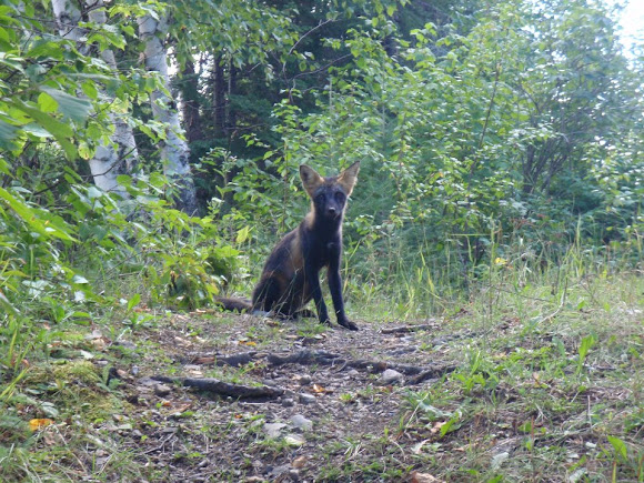 Red Fox (Melanistic) | Project Noah