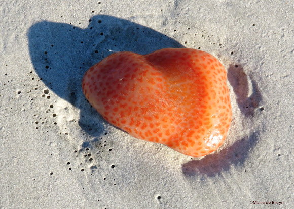 Sea pork | Project Noah