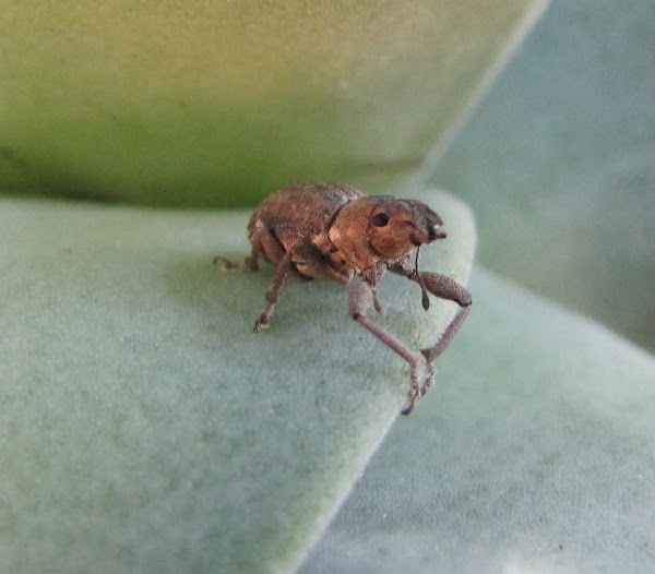 Fuller Rose Weevil | Project Noah