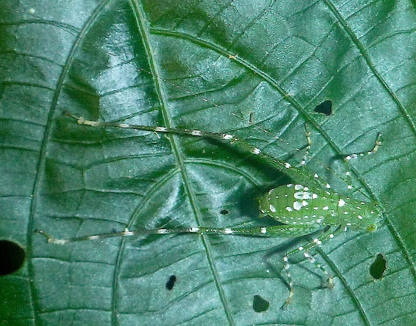 Baby katydid | Project Noah