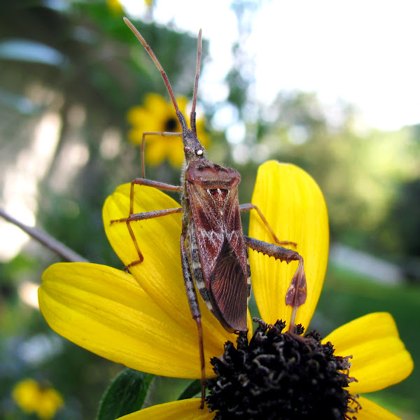 Western Conifer Seed Bug | Project Noah