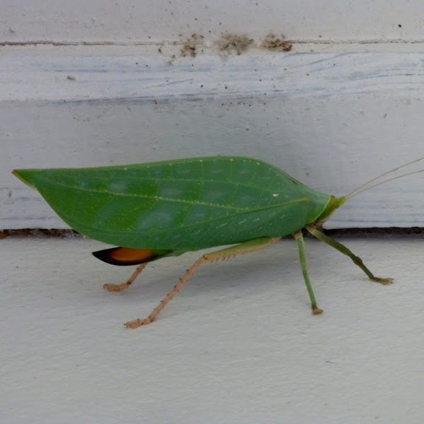 Katydid | Project Noah