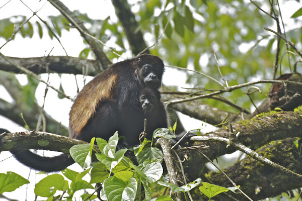 Mono Congo, Mono Aullador. | Project Noah