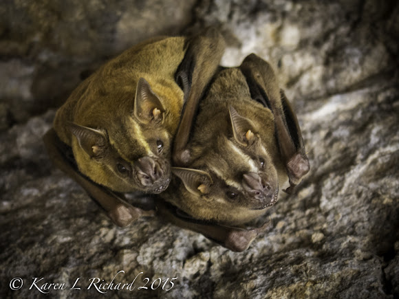 Thomas's fruit-eating bat | Project Noah