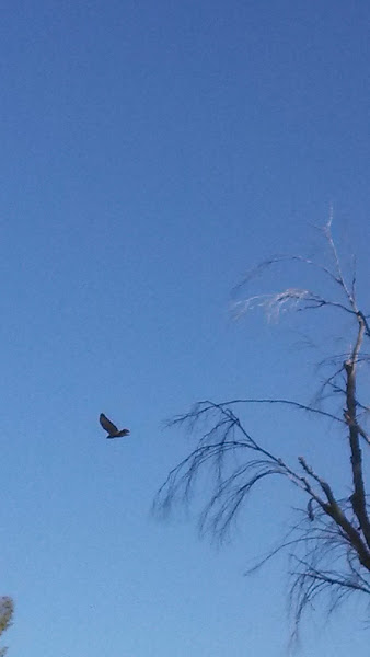 Red-tailed Hawk | Project Noah