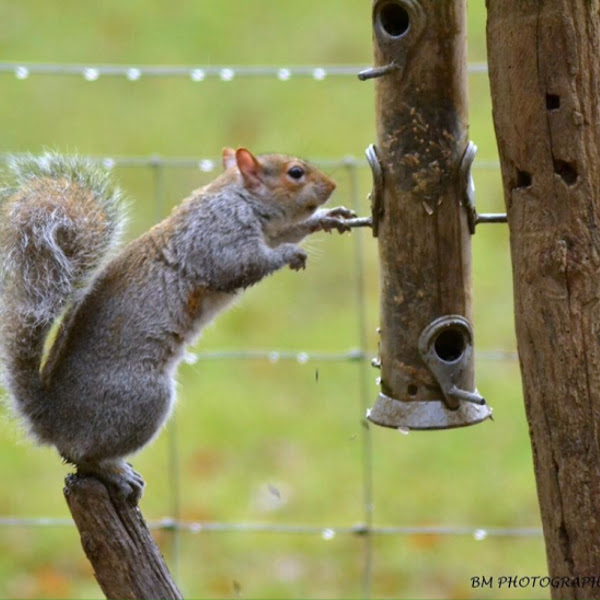 Grey Squirrel | Project Noah