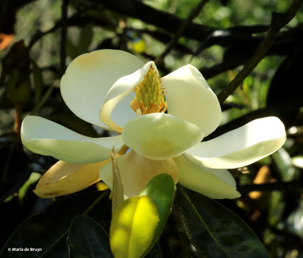 Big-leaf magnolia | Project Noah