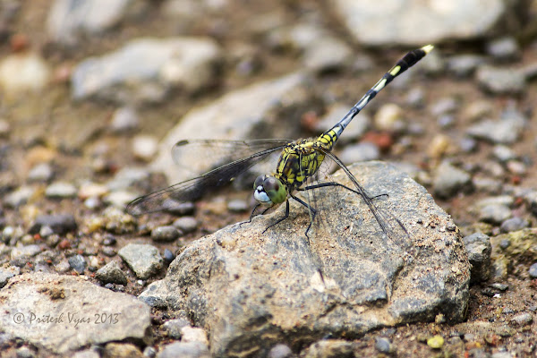 Spotting | Project Noah