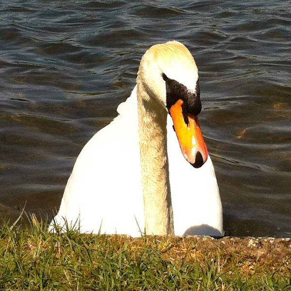 Mute Swan | Project Noah