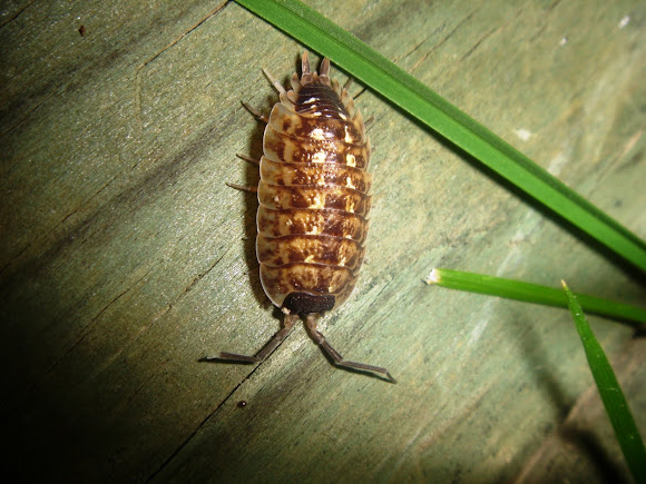 Pillbug | Project Noah