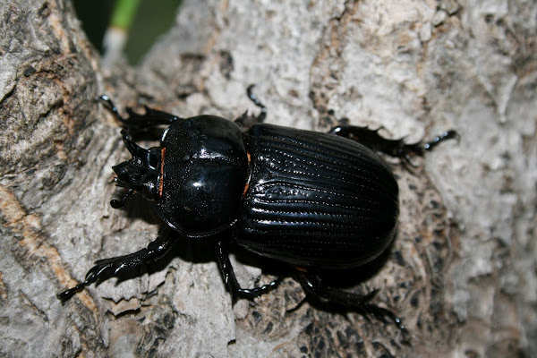 Triceratops Beetle | Project Noah