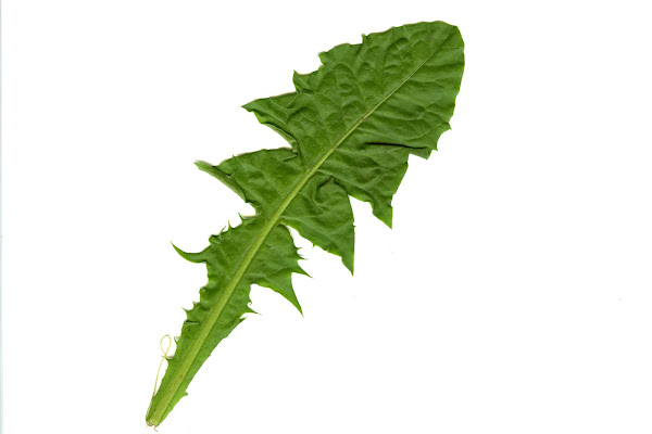 Dandelion (Leaf) | Project Noah