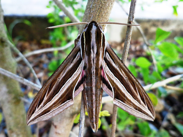 Silver-striped hawk moth | Project Noah