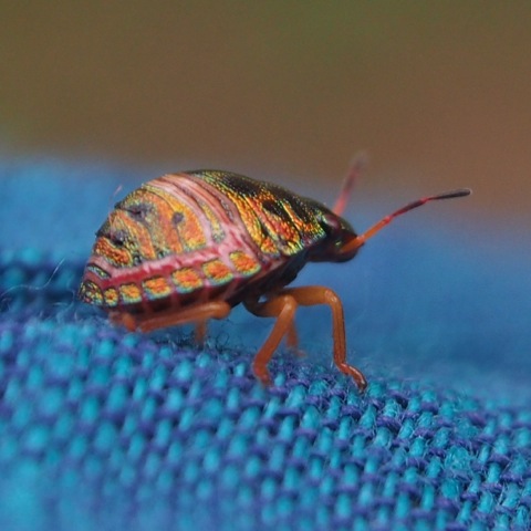 Shield Bug Nymph | Project Noah