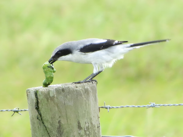Loggerhead Shrike/Butcher Bird | Project Noah