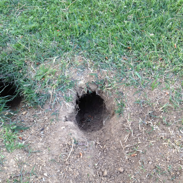 Ground squirrel burrow | Project Noah