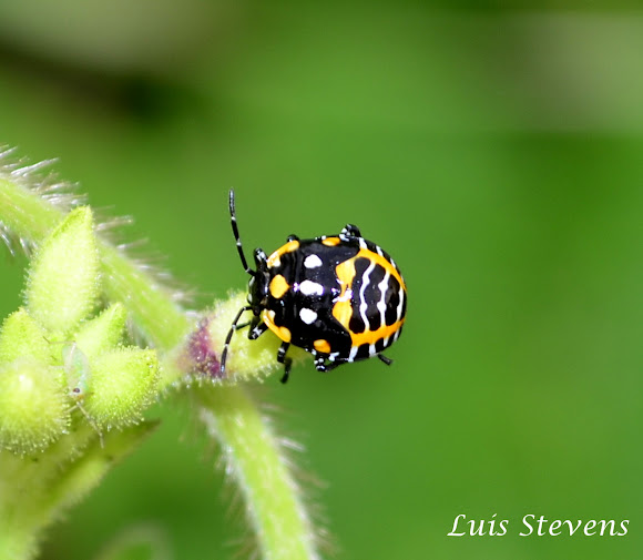 Harlequin cabbage bug (nymph) | Project Noah