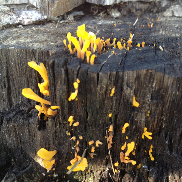 Spindle-shaped yellow coral | Project Noah