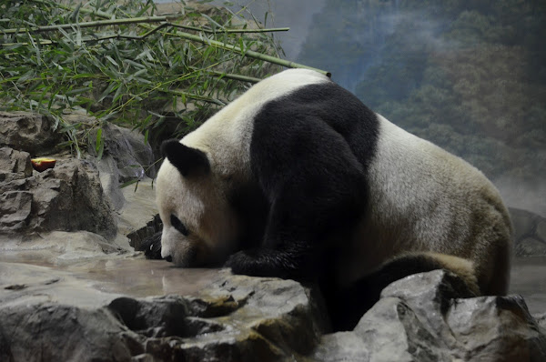 Giant Panda | Project Noah