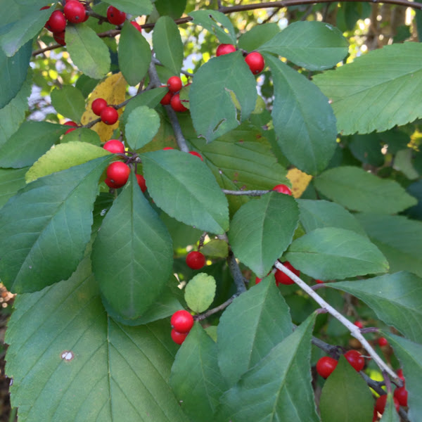 Possumhaw Holly | Project Noah