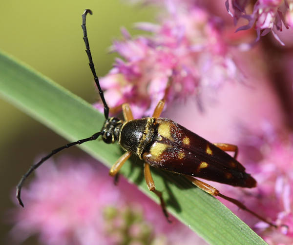 Banded Longhorn beetle | Project Noah