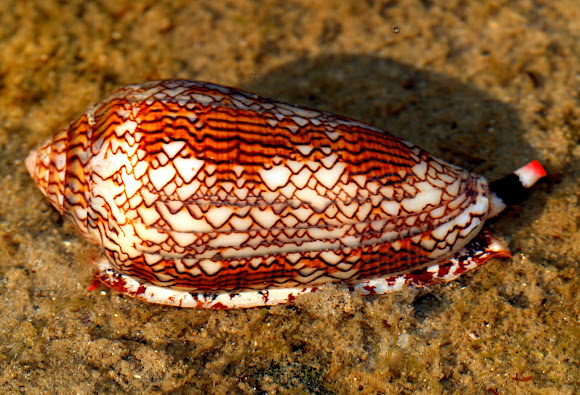 Textile Cone Shell | Project Noah