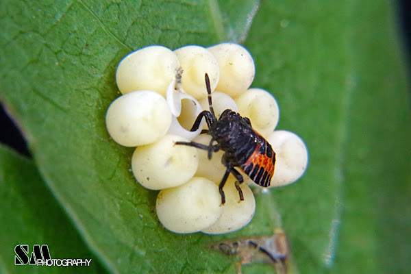 Stink bug nymph and eggs | Project Noah