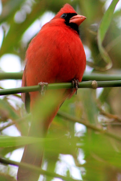 Cardinal | Project Noah