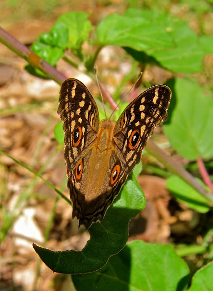 Lemon pansy | Project Noah