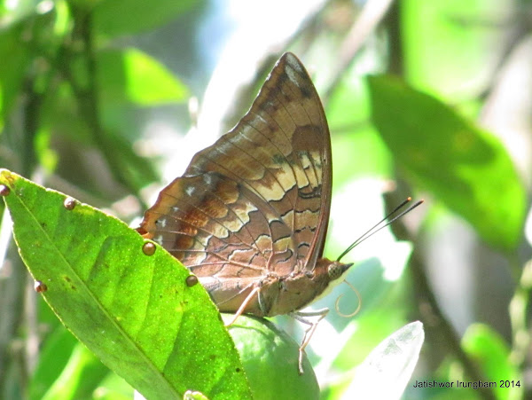 Tawny Rajah | Project Noah