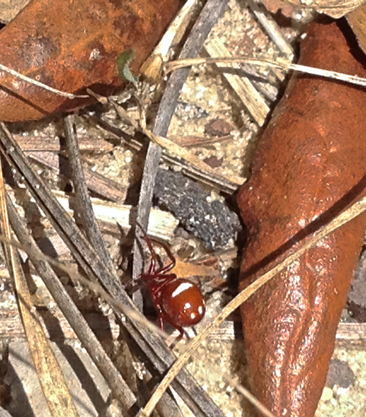 Cobweb Spider | Project Noah