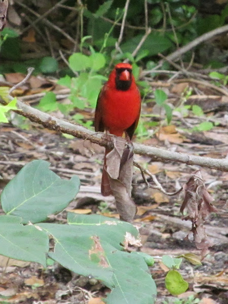 Northern Cardinal | Project Noah