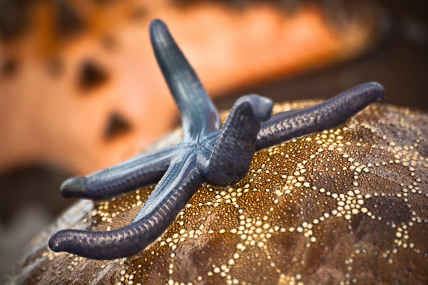 Blue Star | Project Noah