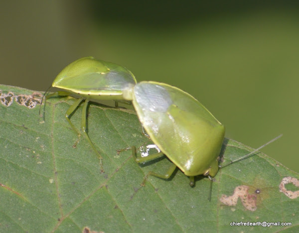 Green Stink Bug | Project Noah